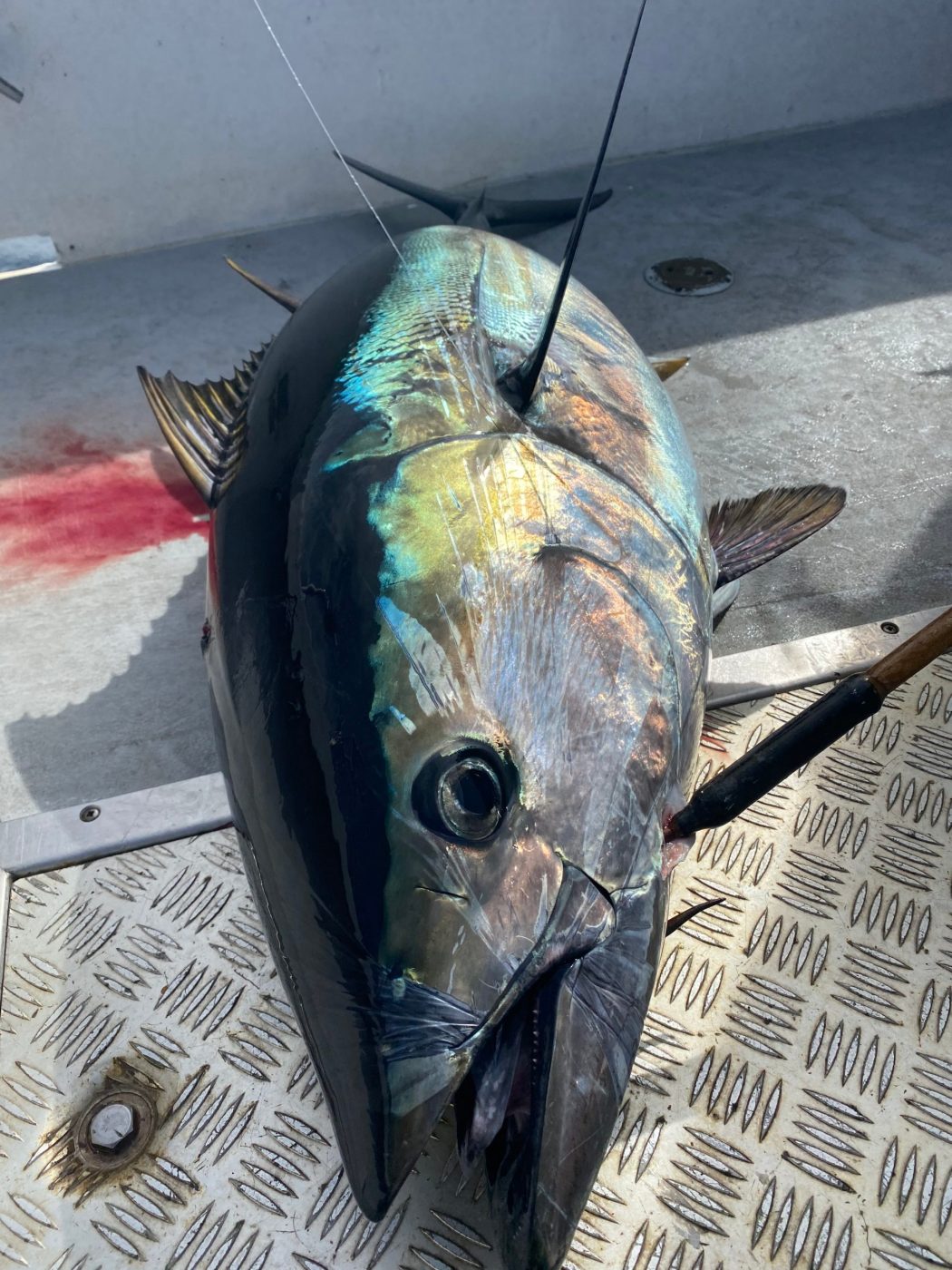 Monterey Bay California Bluefin Tuna, Chartle Santa Cruz Charters